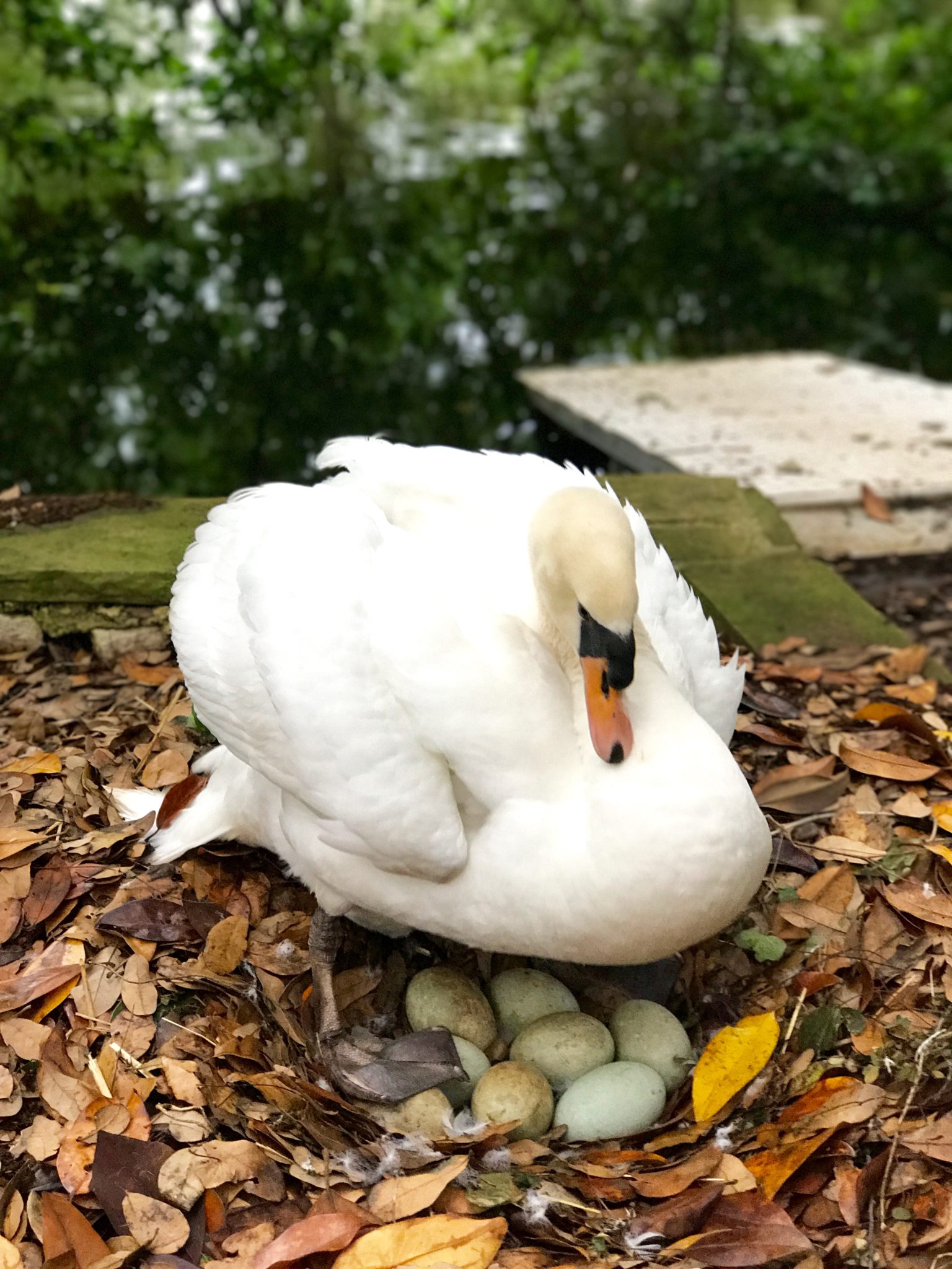 Live Swan Cam Will Show Birth of 7 Baby Cygnets! | Turtle Creek Lane